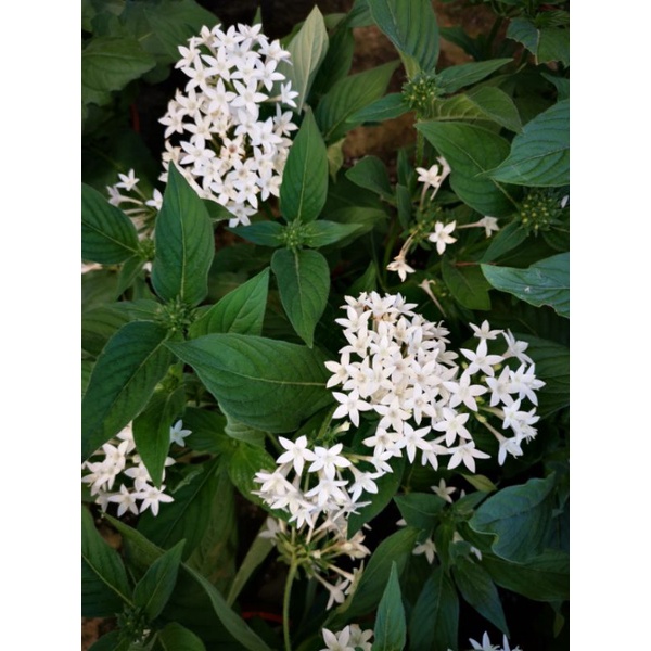 ANAK POKOK BUNGA PENTAS LANCEOLATA MERAH PINK POKOK HIDUP LIVE PLANT ...