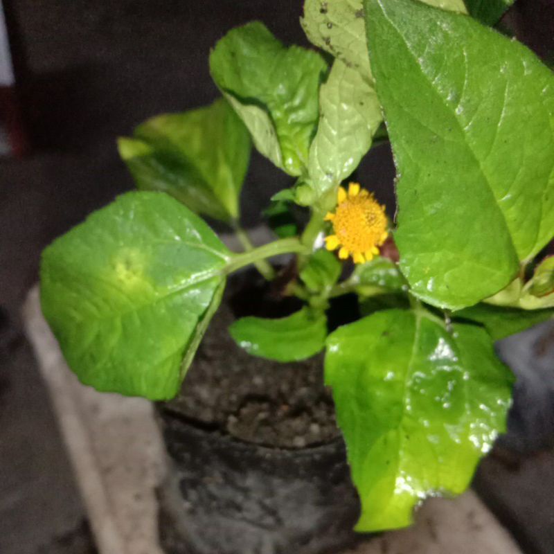 Pokok subang nenek, legetan sayur,jotang,getang,gulang enak | Shopee ...