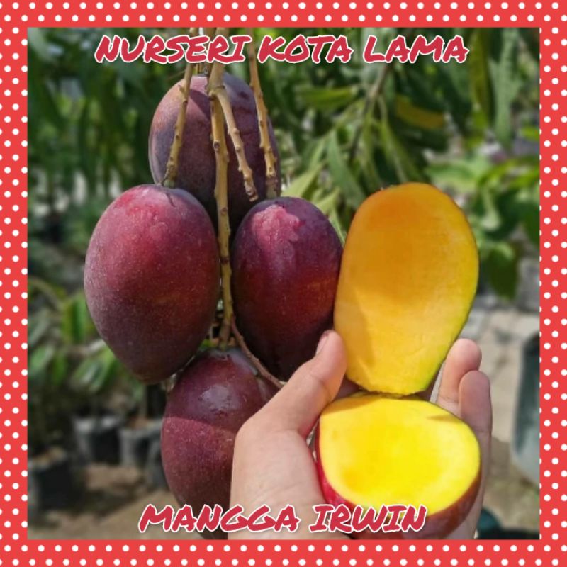 🔥RARE🔥 POKOK MANGGA IRWIN HYBRID / Irwin Mango Tree / Purple Mango ...