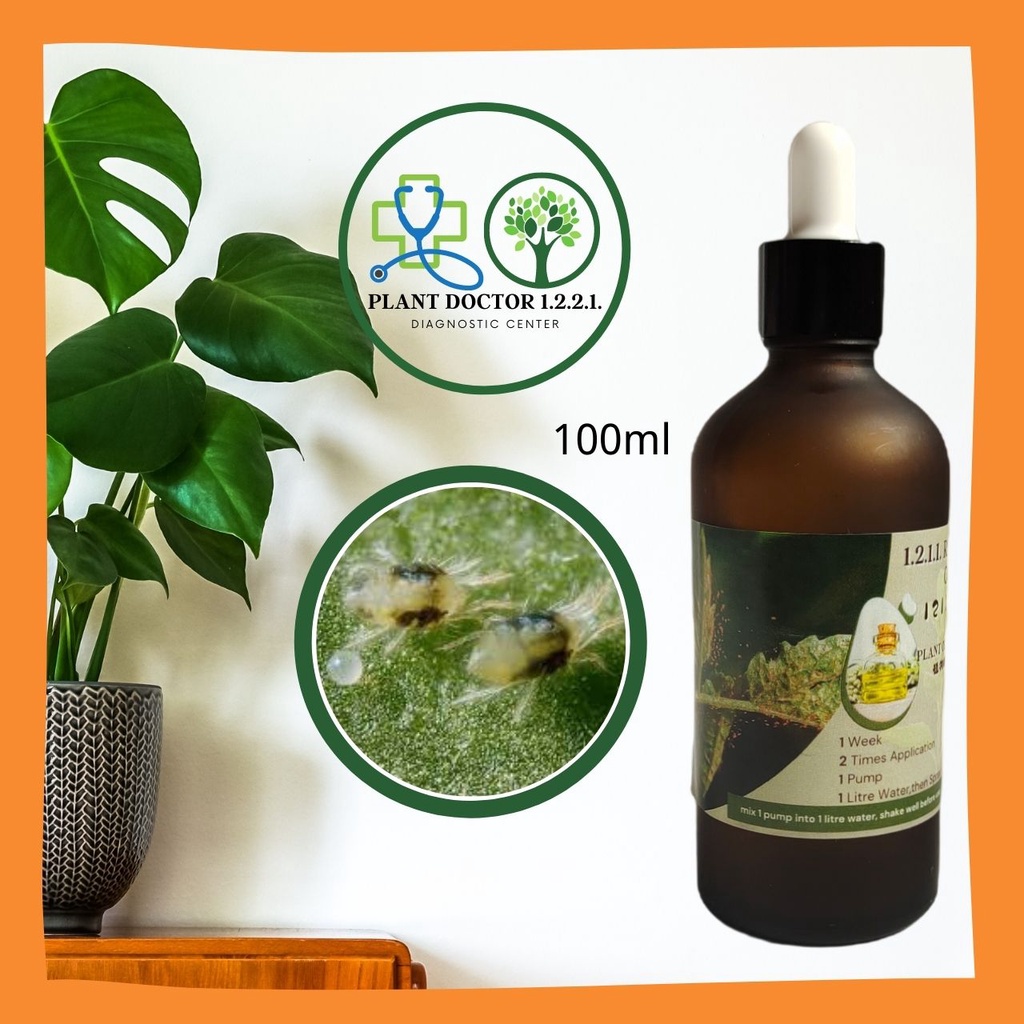 Red/ White Spider Mite Daun Kedut Hama Labah-labah Merah Red Insect ...