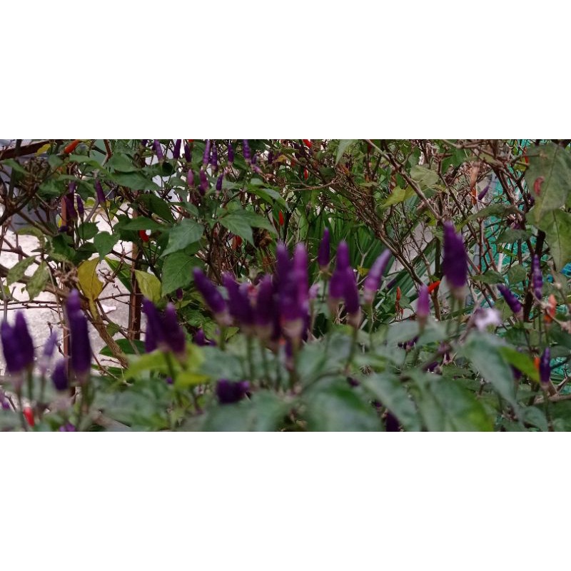 🌟🌟🌟Biji Benih Cili Purple Pedas Siam - 10 seeds | Shopee Malaysia