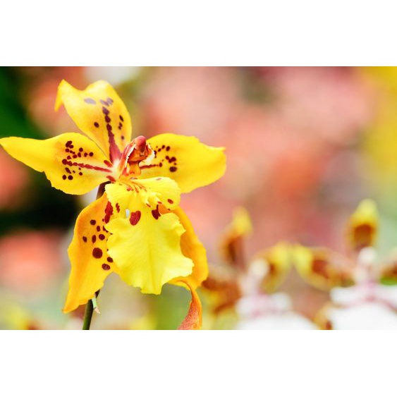 Oncidium Orchids Dancing Doll real live indoor plant 文心兰 anak pokok ...