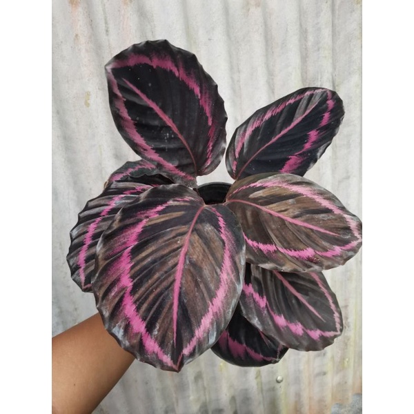 Calathea Little Princess /Ready stock | Shopee Malaysia