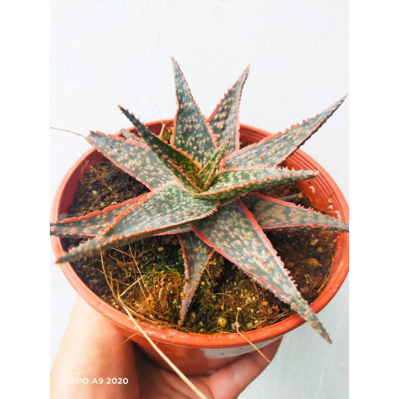 WAF Aloe Red Rauhii Reynolds 紅圣诞芦荟with L size pot direct from Cameron ...