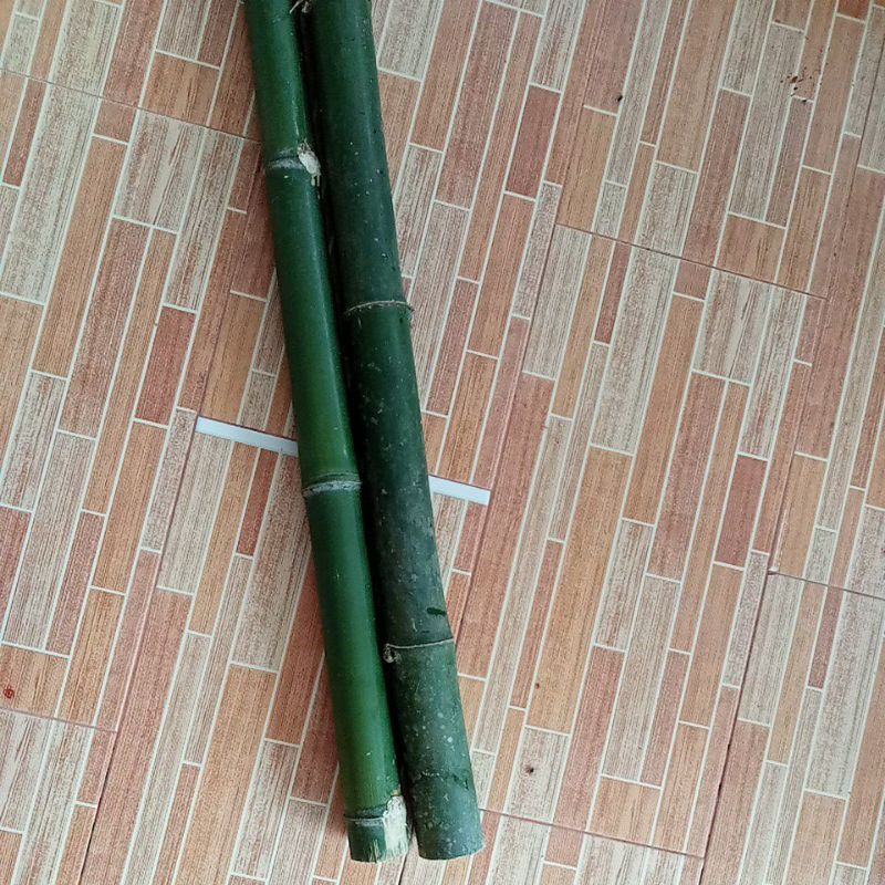 buluh bulat besar...(-+ 5-7cm ke atas) | Shopee Malaysia