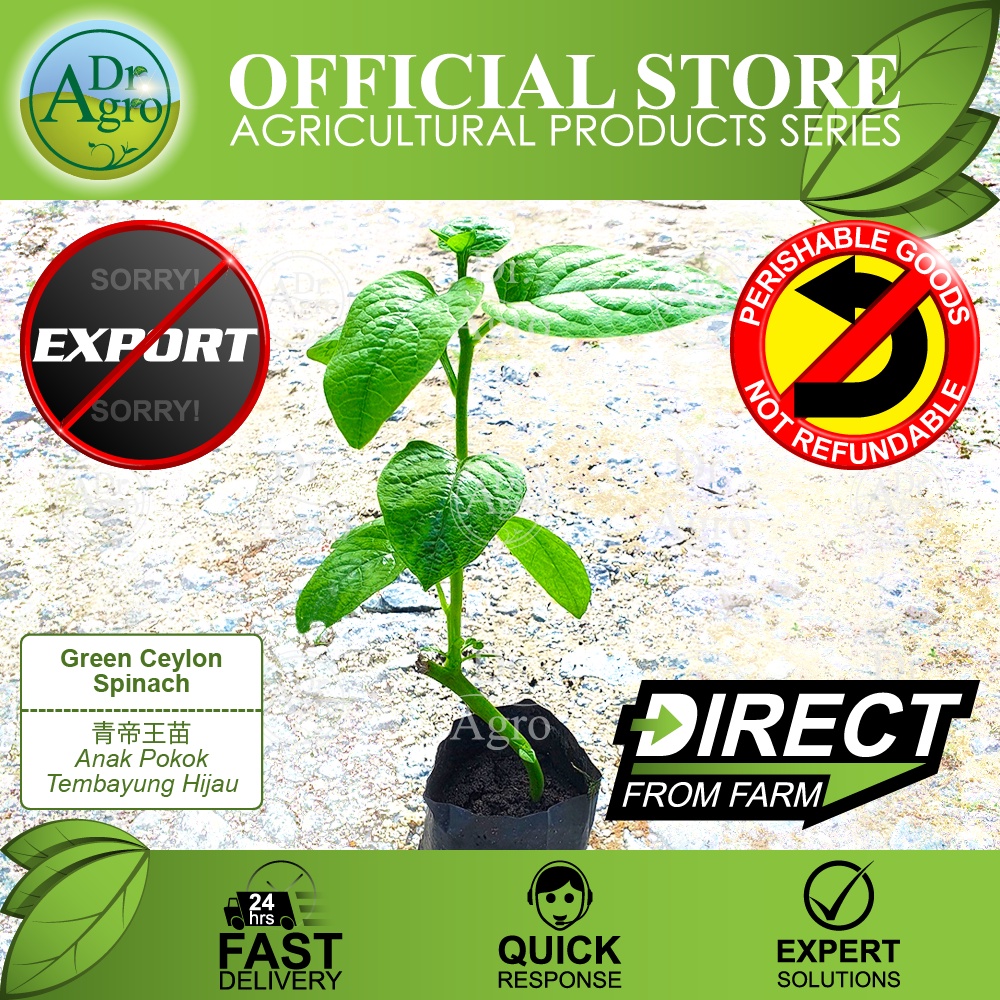 Dr. Agro || Anak Pokok Mayong/Tembayung Hijau/青帝王苗/Green Ceylon Spinach ...