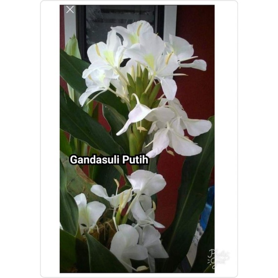 KKB Gandasuli Putih Butterfly White Ginger bunga putih wangi | Shopee ...