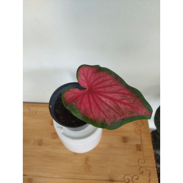 keladi /caladium thai hybrid | Shopee Malaysia