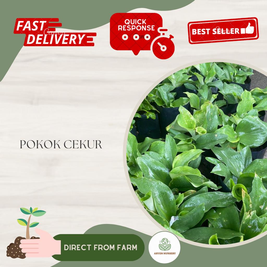 Aryen Nursery || Pokok Cekur / Pokok Kencur | Shopee Malaysia