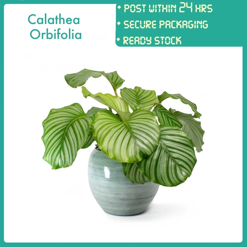 PBN - calathea orbifolia - pokok bunga nursery indoor real live plant ...