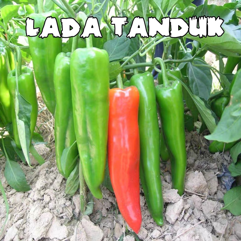 Benih Lada Tanduk (50 Seeds)/牛角椒种子/Bullhorn Pepper Seeds | Shopee Malaysia