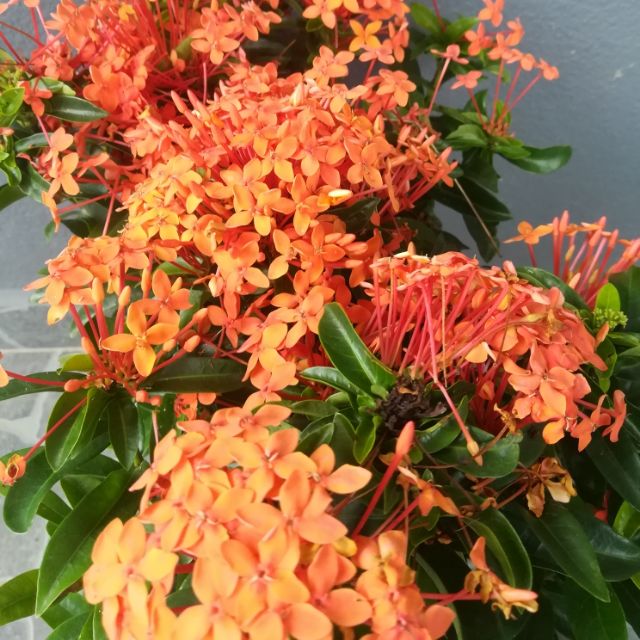 Pokok bunga exora thai, pokok bunga hiasan, decorative flower plant ...