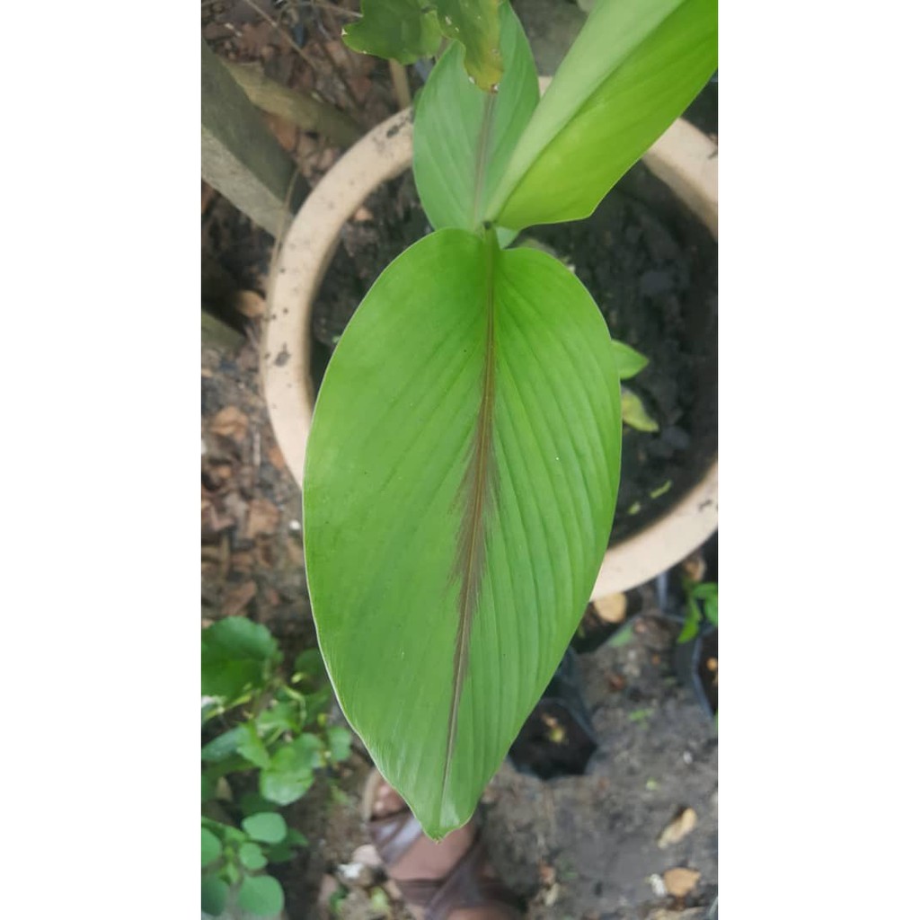 Black Turmeric, Karumanjal, Kali Haldi Black, Curcuma Caesia Raw Roots ...