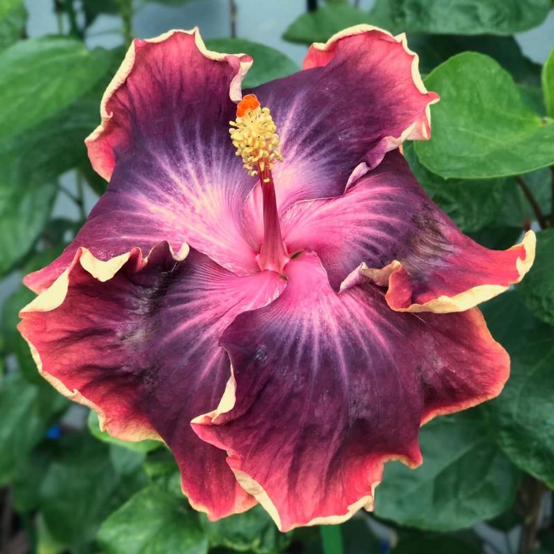 Part 2/6 : Pokok Bunga Raya Hybrid Sea Hibiscus Variegata Variegated ...