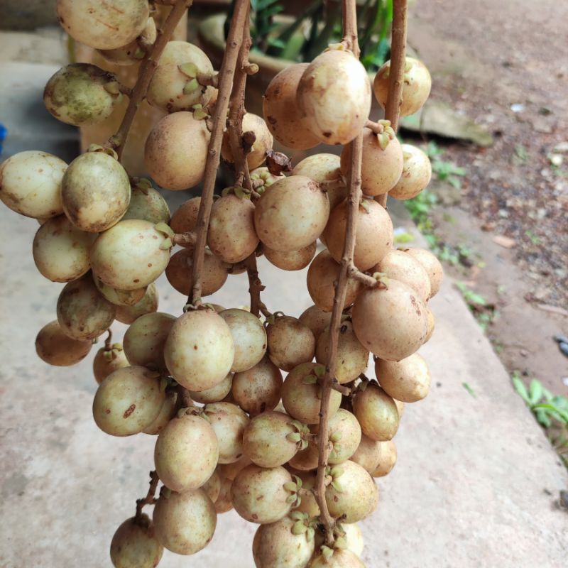 Buah Rambai Fresh dari Kebun 1 kg | Shopee Malaysia