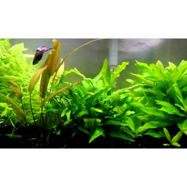 Aquarium Fish Shrimp Plant Java Fern and Mini Java fern | Shopee Malaysia