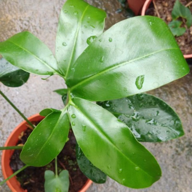 pokok strelit zia nicoly | Shopee Malaysia