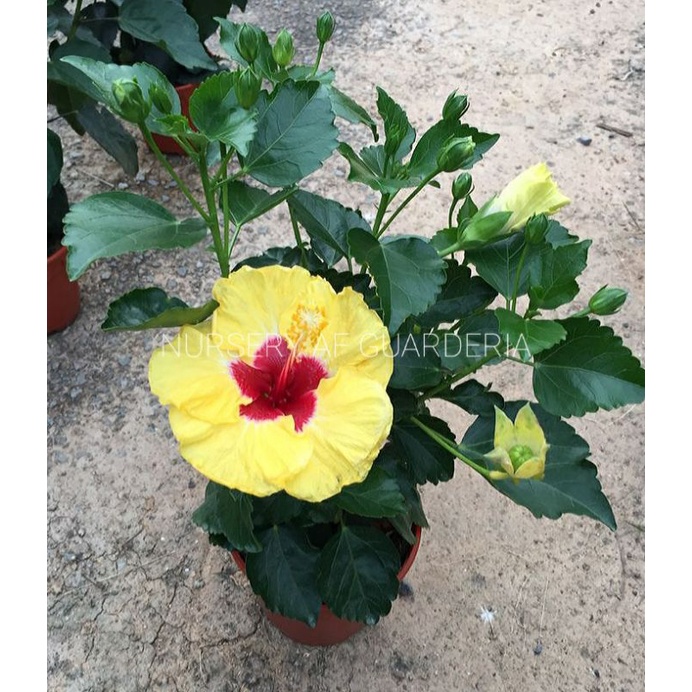 BUNGA RAYA KUNING (ANAK POKOK) | Shopee Malaysia