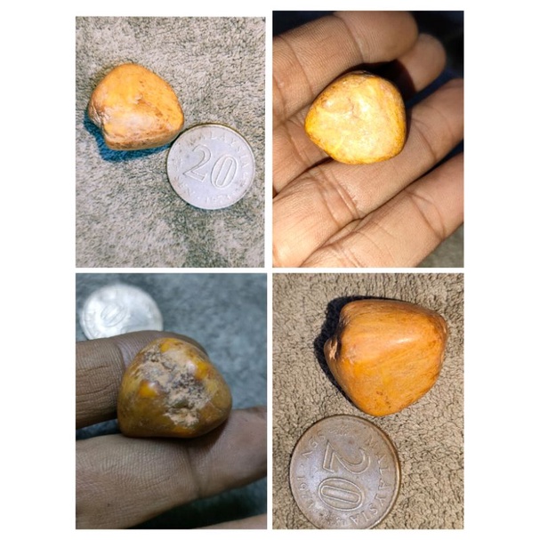 BUNTAT BULUH ASLI RARE | Shopee Malaysia