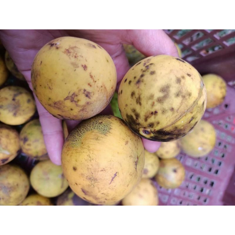 Buah setei kampung/ setey/ setoi /sentul segar 1 Kg | Shopee Malaysia