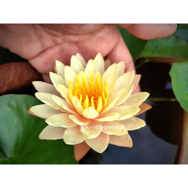 (Free fertilizer) Mangkala Ubol hardy Water lily (Pokok Bunga Telepok ...