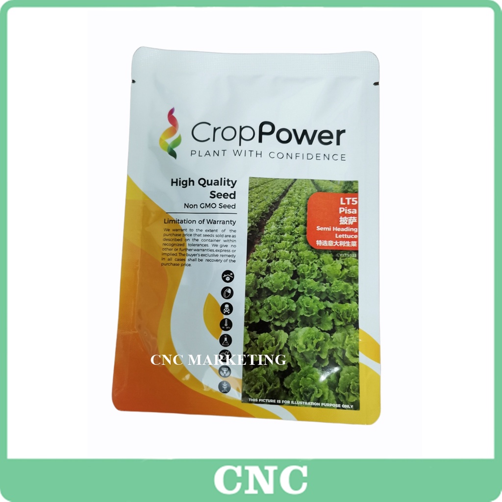 20GM LT5 Lettuce Semi Heading / 大利 生菜 种子 - CROP POWER (LT5) | Shopee ...