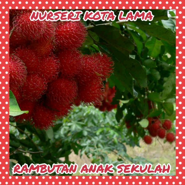 🔥HYBRID🔥 POKOK RAMBUTAN ANAK SEKOLAH (R191) / Rambutan Lekang Merah ...