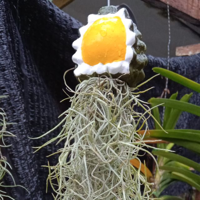 Janggut tok adam ( durian) | Shopee Malaysia