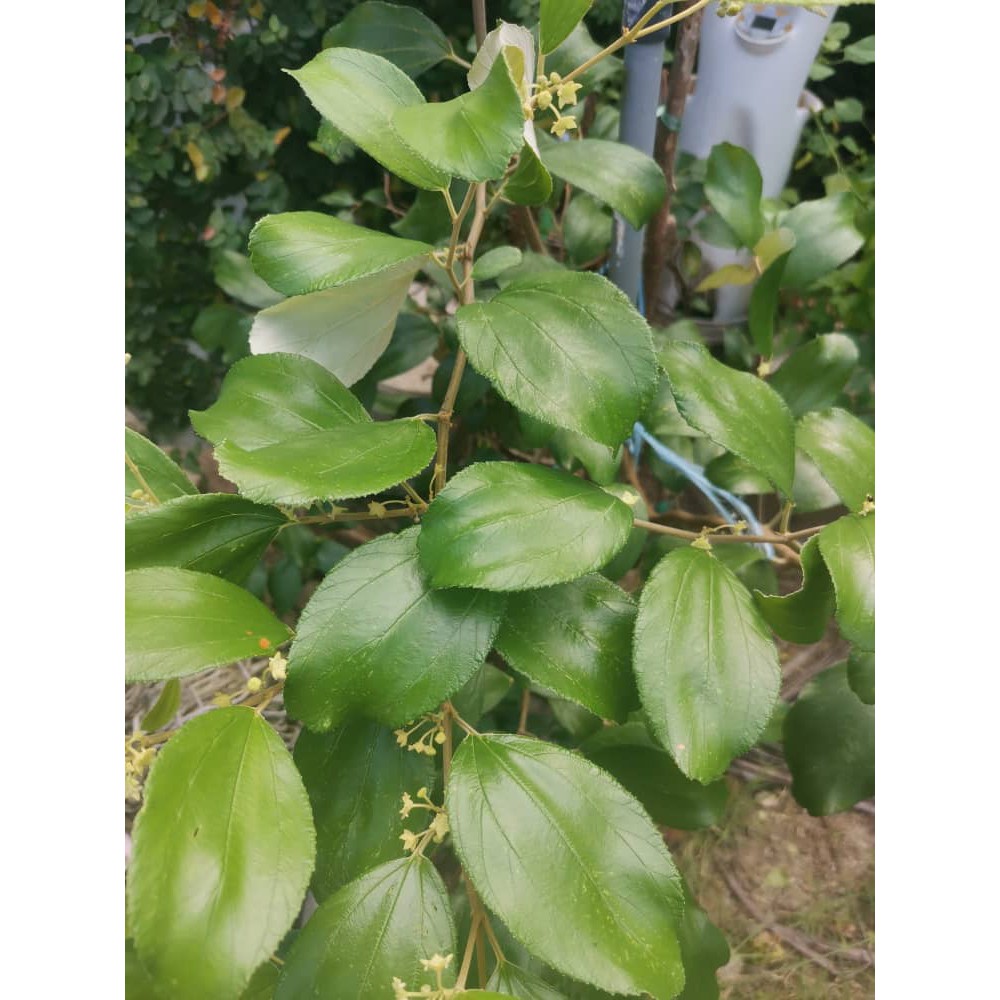 Ready Stock Fast Shipping Daun Pokok Bidara Halau Jin Perubatan ...