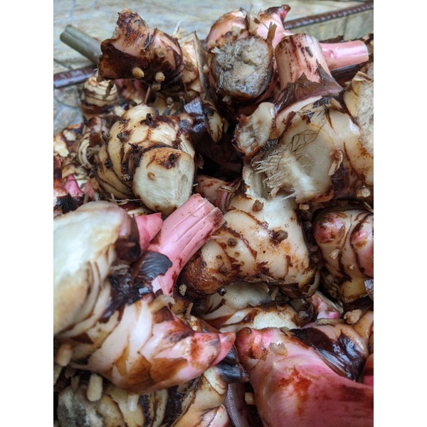 🍠LENGKUAS FRESH DARI LADANG // FRESH GALANGAL🍠 | Shopee Malaysia