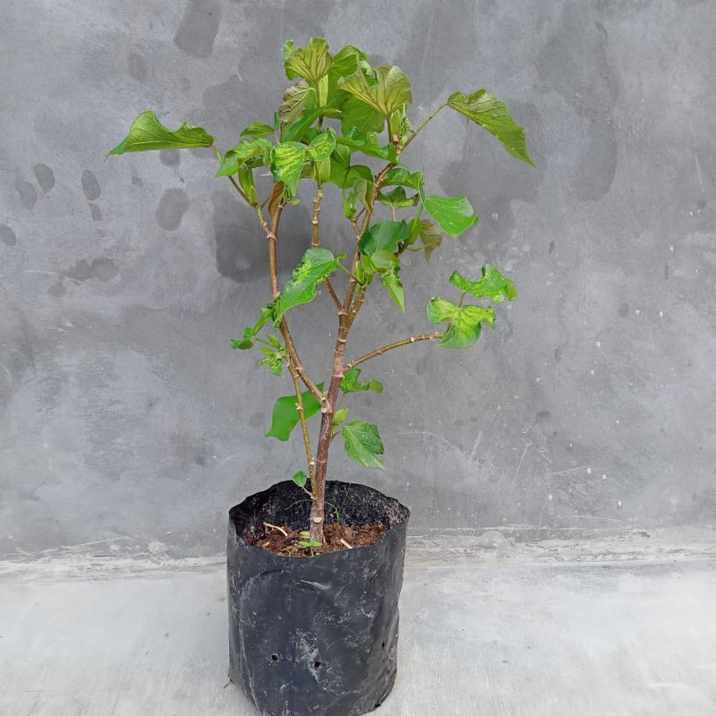 Wayang waru | Shopee Malaysia