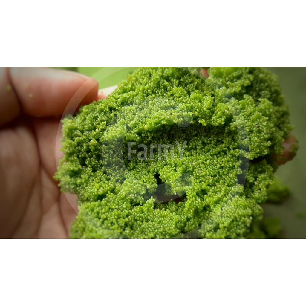 Wolffia Woffia Wolfia Wollfia tumbuhan air floating plant Globosa ...