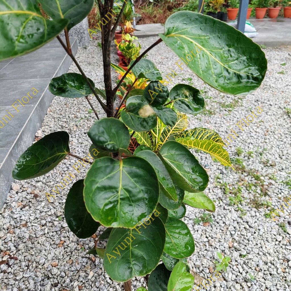 Pokok Puding / Croton / Puding Kampung / Local / Mangkuk / Outdoor ...