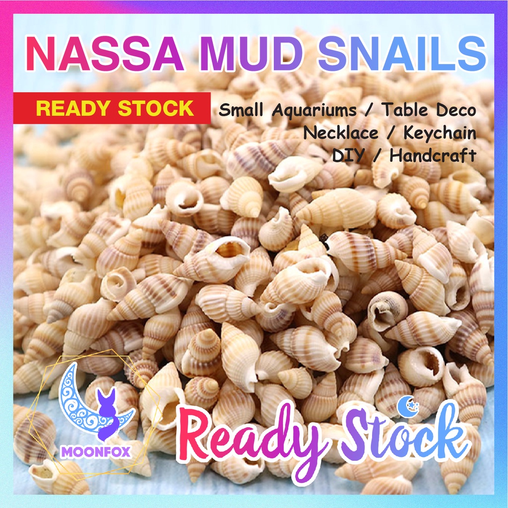 1-2cm Natural Nassarius Nassa Mud Snails Aquarium Sea shell Ornament ...
