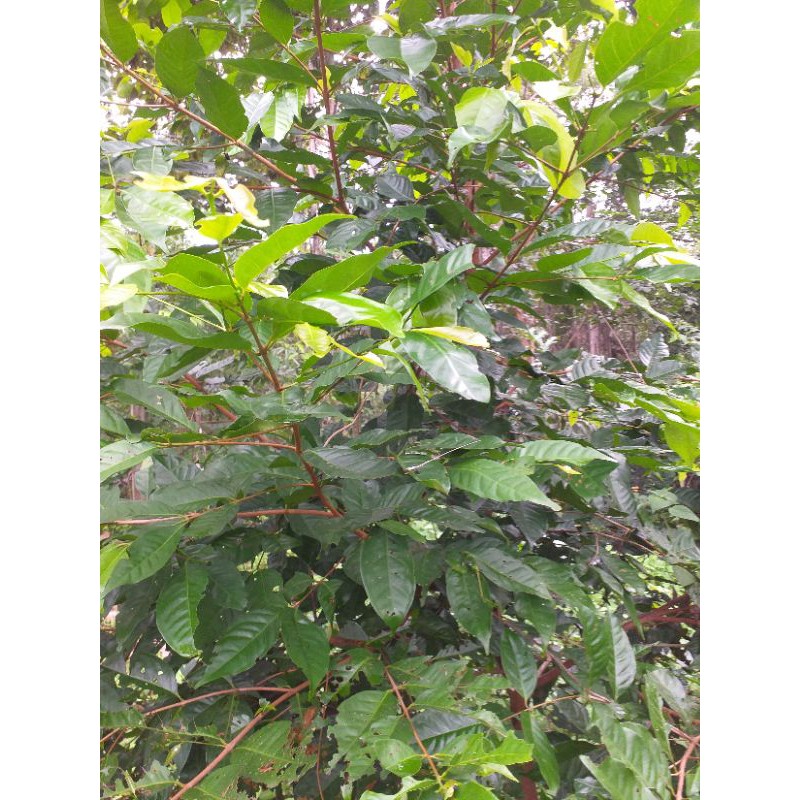 50 helai daun salam/ serai kayu/samak segar | Shopee Malaysia