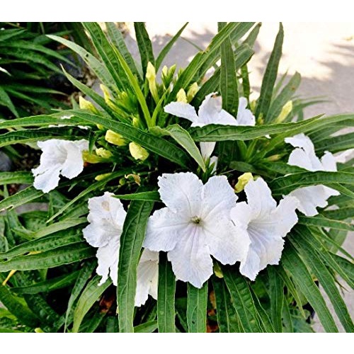 MKT - Dwarf White Ruellia Dwarf White Mexican Petunia White Katie ...
