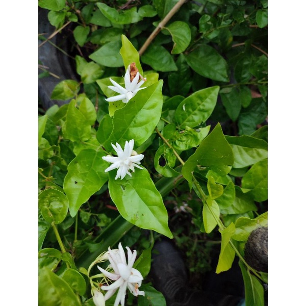 [new stok ]Pokok melur bell of India /jasmine bell of india Dan ...