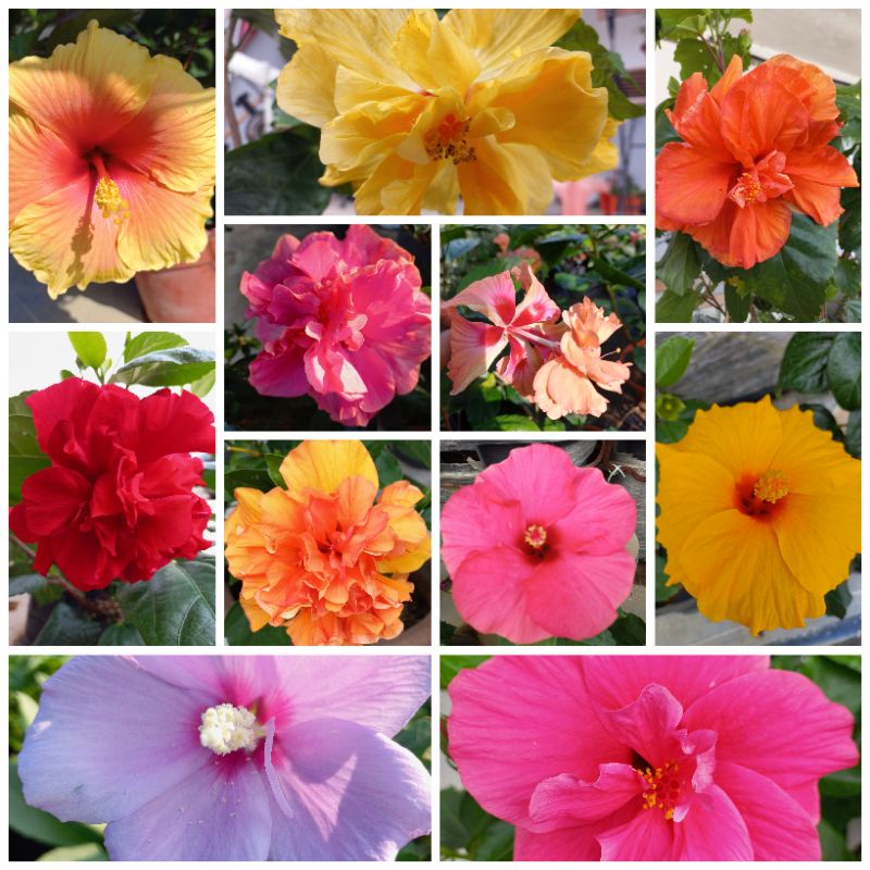 Pokok Bunga Raya Hybrid - Hibiscus [Live Plant] | Shopee Malaysia