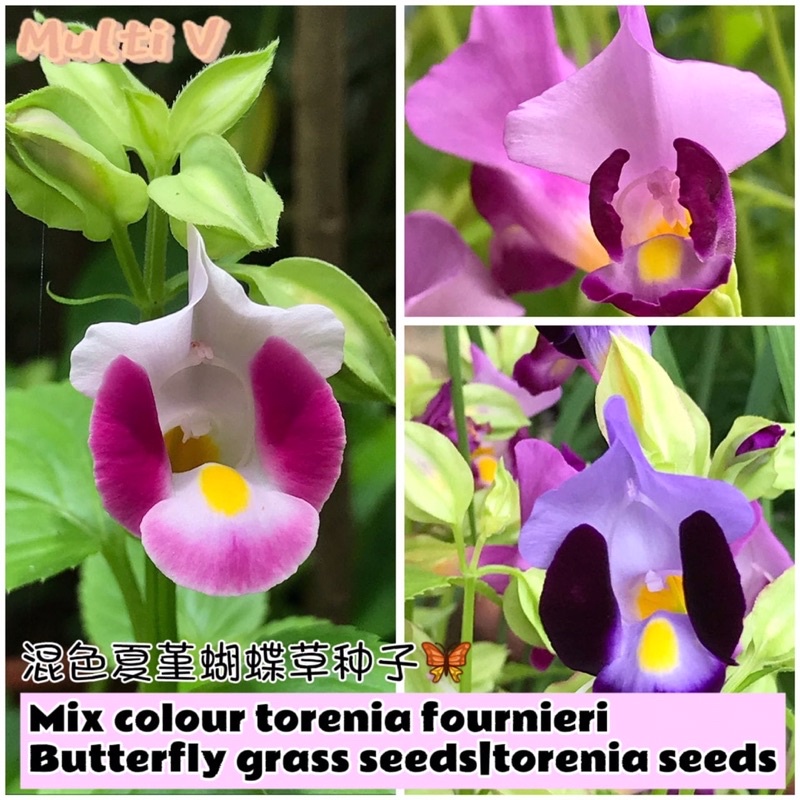 Where To Buy Torenia Seeds – How to Grow Torenia / Wishbone Flower and ...