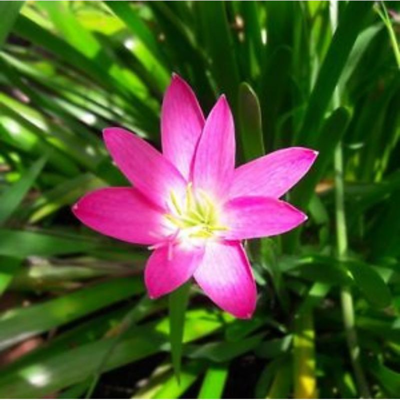 Rain Lily Pink | Benih pokok lily | Rain lily Bulb | Shopee Malaysia