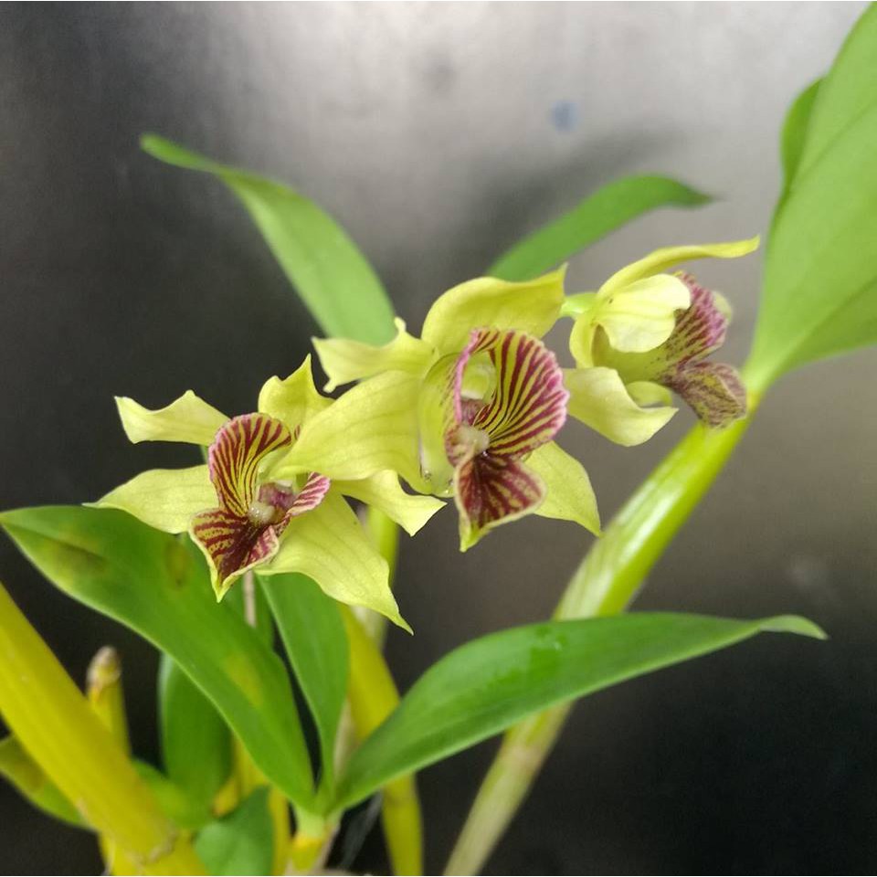 Dendrobium Andree Millar (With Pot) - Orchid Hybrid | Shopee Malaysia