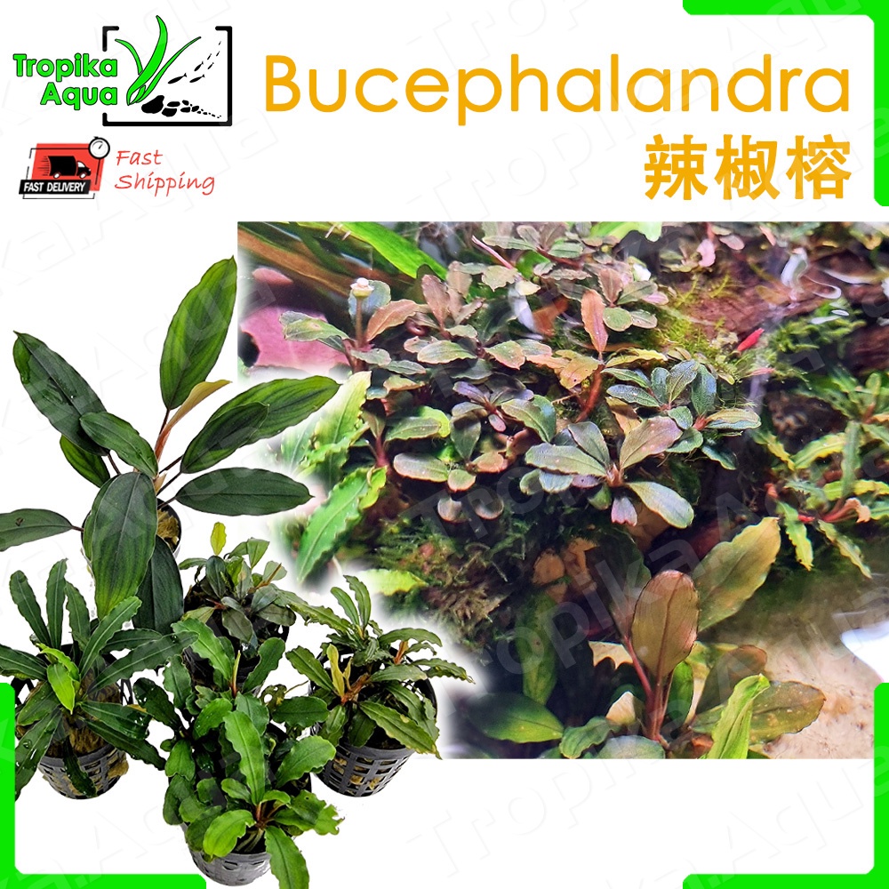Bucephalandra (bucep) 辣椒榕 **emersed** wavy green/chimaera/biblis/browny ...