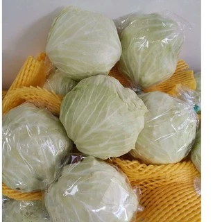 Buy cabbage Online With Best Price, Jul 2024 | Shopee Malaysia