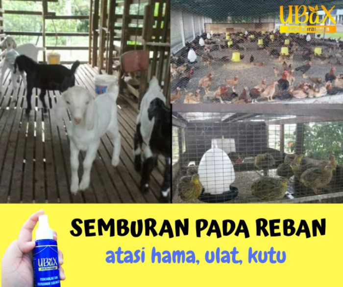 Spray Kutu Kucing UBAX Kurap Luka Earmite Hama Pets Spray. | Shopee ...