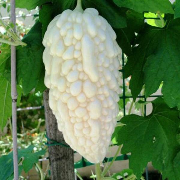 White Bitter Gourd Seeds Benih Peria Putih Panjang | Shopee Malaysia