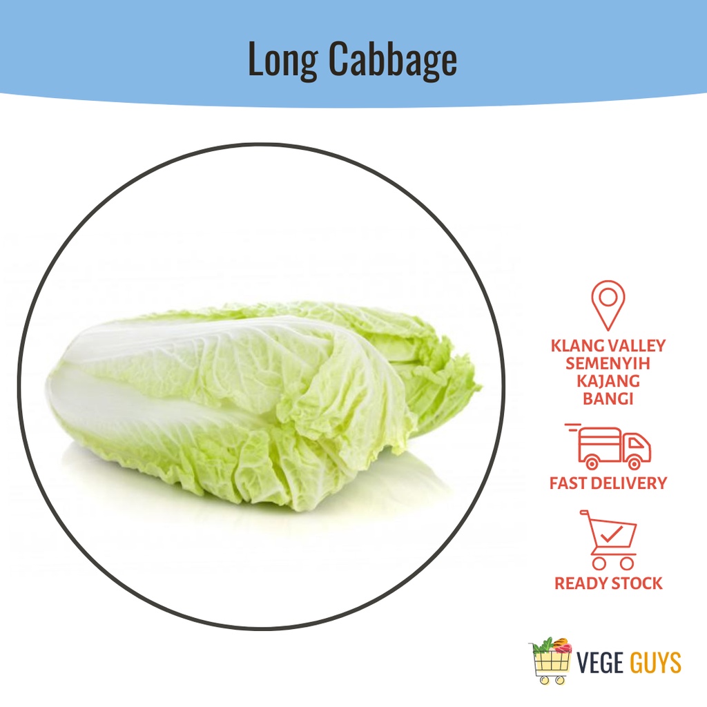 Long Cabbage / Napa Cabbage / Chinese Cabbage 长白菜 (+/-500g/1kg ...