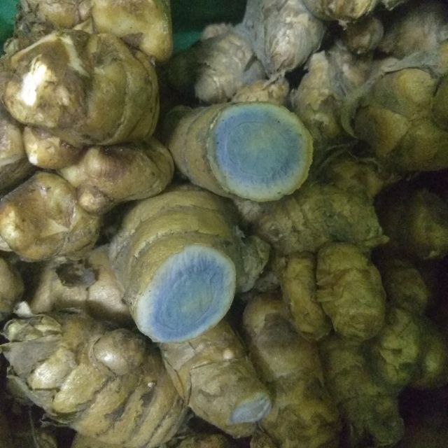 Karumanjal / black turmeric/ Kali Haldi / kunyit hitam/curcuma caesia ...