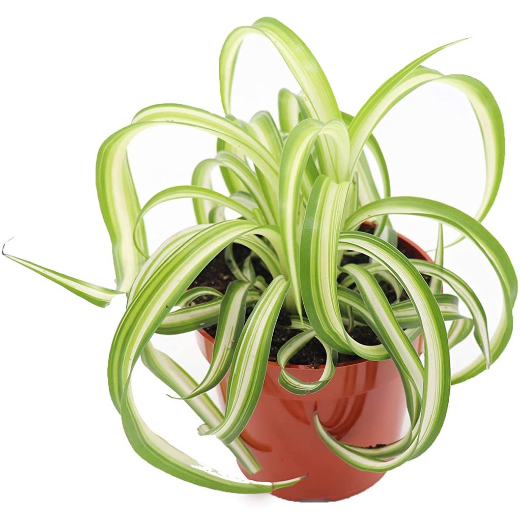Anak pokok Spider plant Pokok labah-labah | Shopee Malaysia