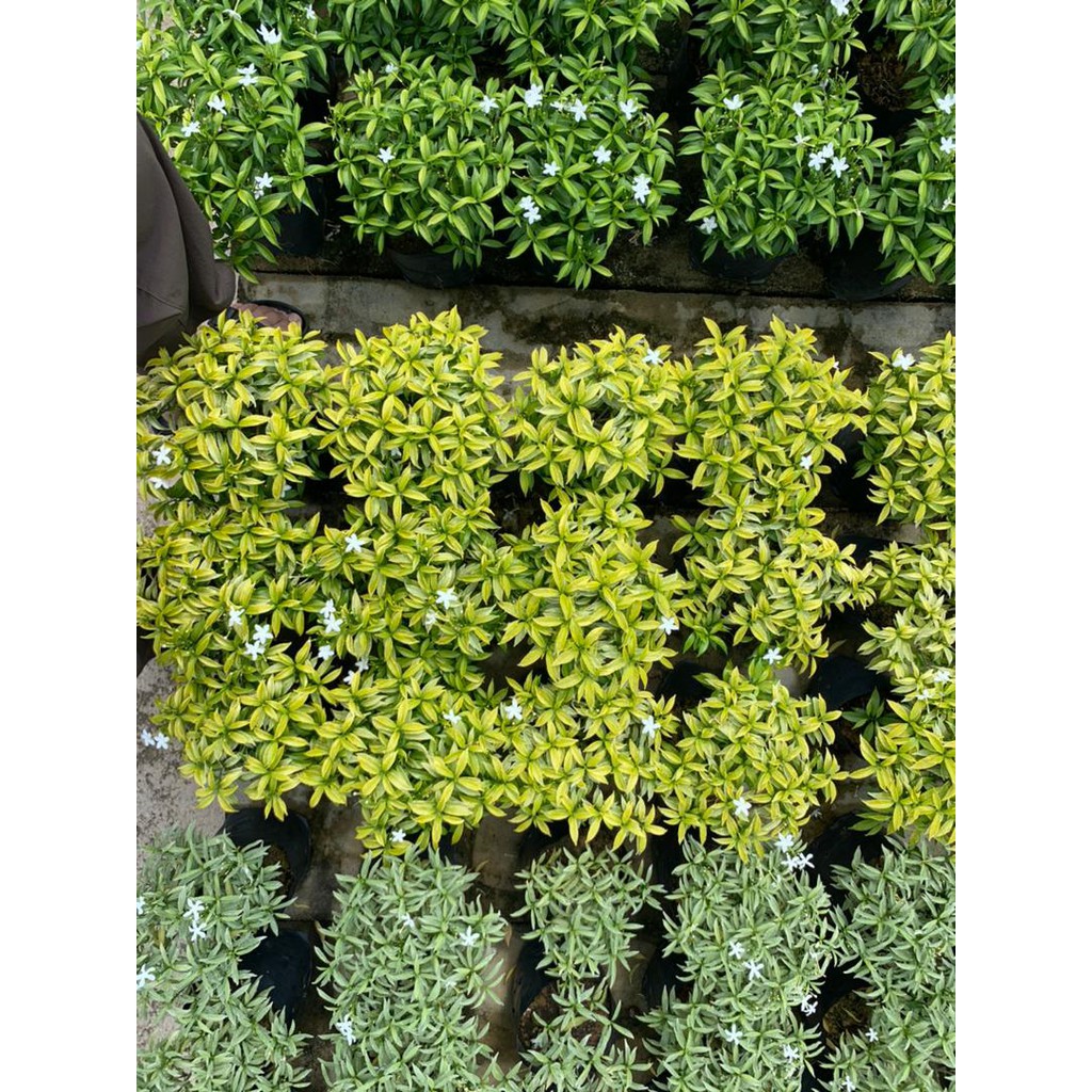 【Live Plant】pokok Jasmine/ pokok Jeliti / Ervatamia / 狗牙花 | Shopee Malaysia
