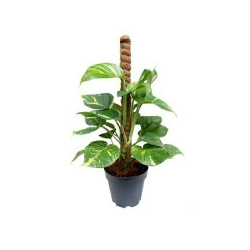 🌱 SPAN STICK \ COCO STICK \ COCOPEAT PLANT SUPPORT \ COCO PEAT COIR ...